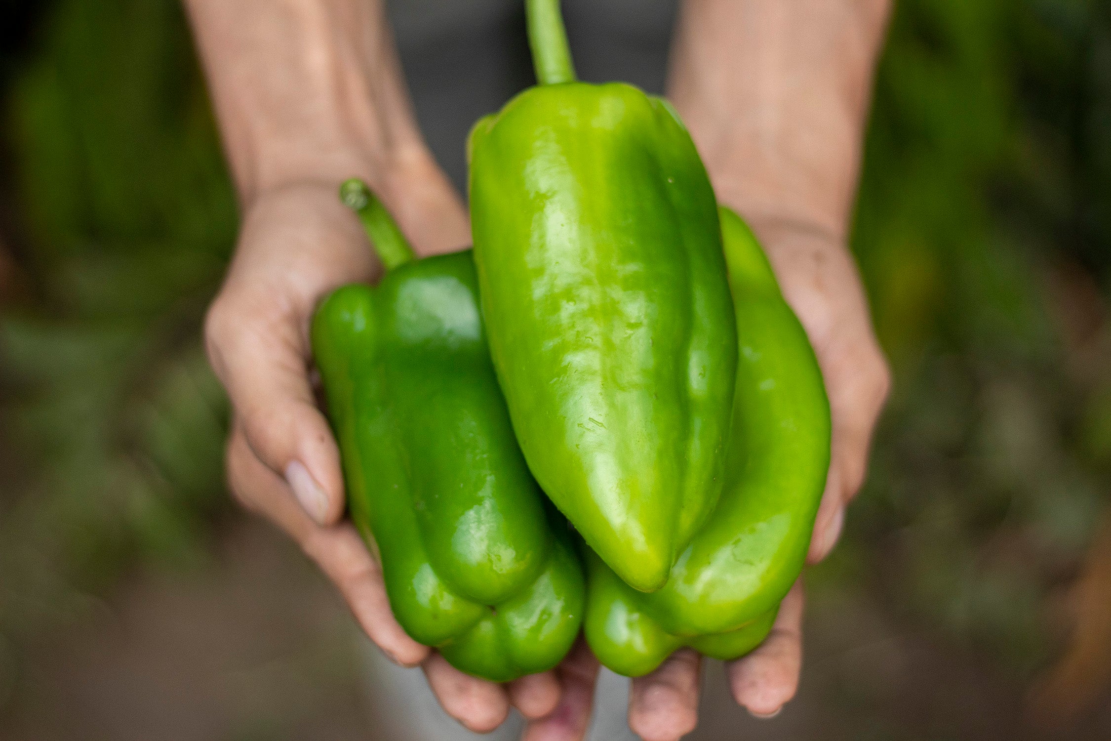 Chiltoma – AgroAmigos